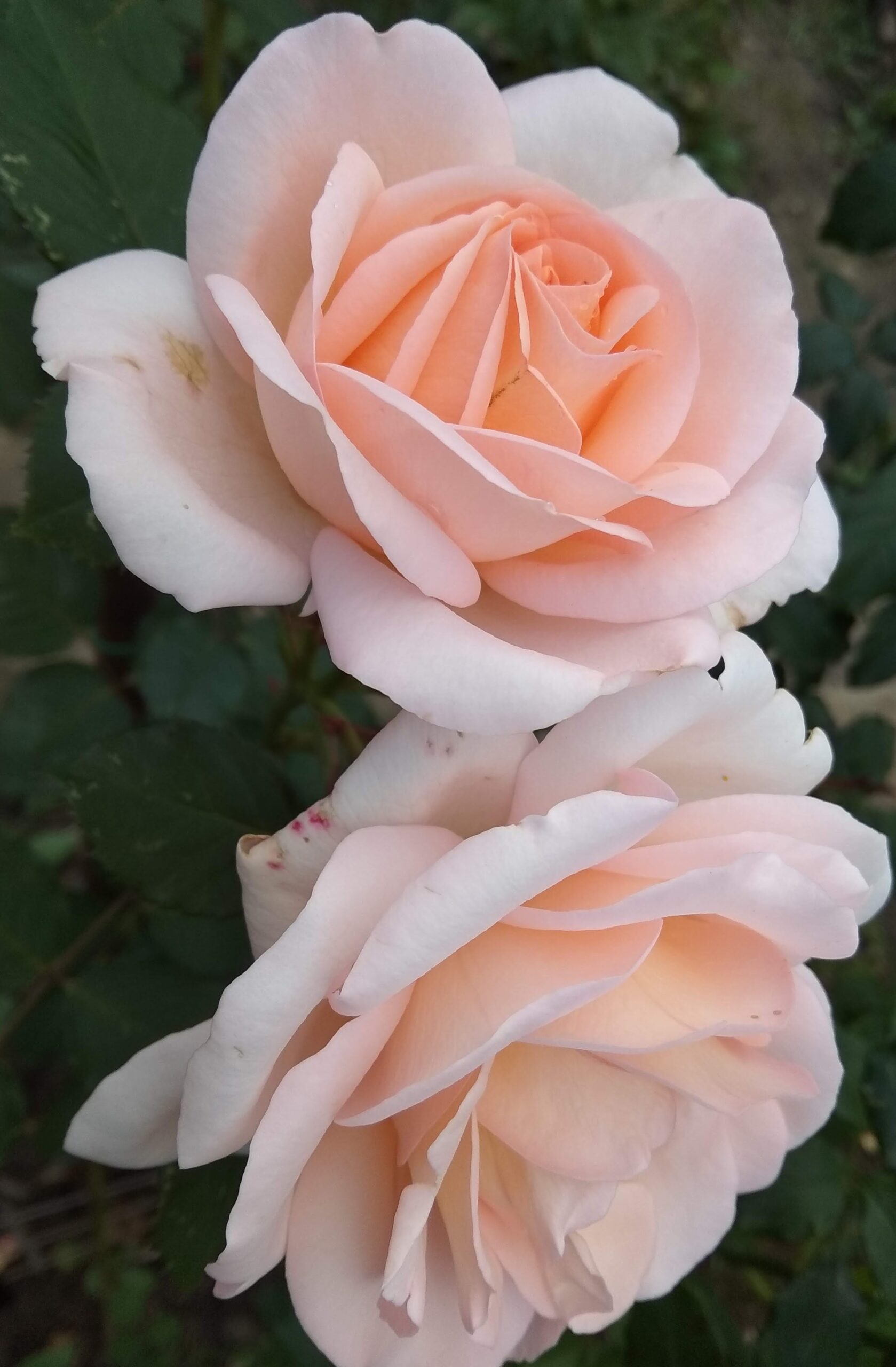 NVR Mind Map for Families - Healing trauma – reducing stress – moving ...